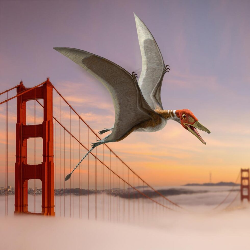 WORK | Ron Foth Advertising